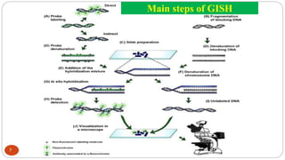 Genomic In-Situ Hybridization (GISH)-Principles, Methods and ...