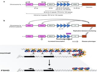 Genomic instability | PPSX