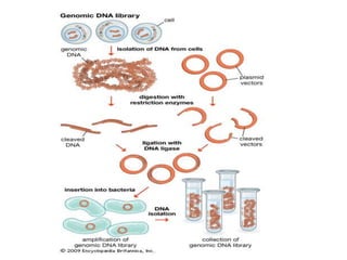 Genomic Library Construction