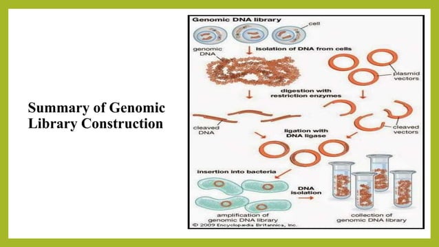 Genomic library | PPTX | Biotech and Biomedical Industry | Industries