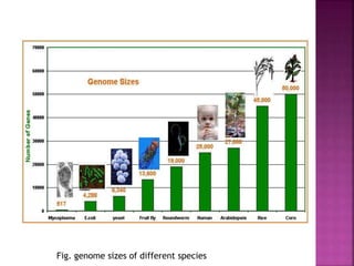 Genomic mapping by kk sahu | PPTX