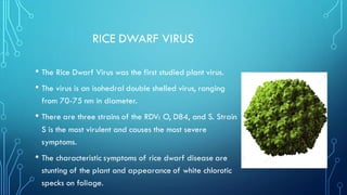 Genomic organization of DNA viruses.pdf