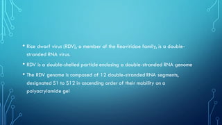 Genomic organization of DNA viruses.pdf