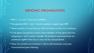 Genomic organization of DNA viruses.pdf