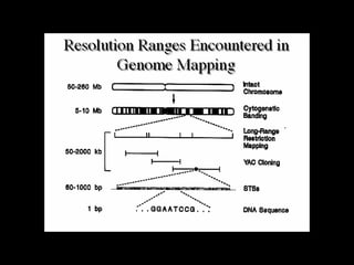 Genomics | PPT | Genetics | Science