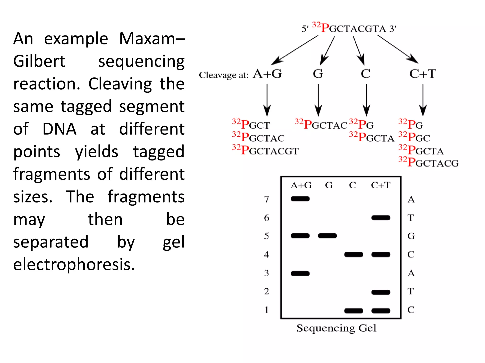 GENOMICS, HUMAN GENOME PROJECT AND DNA SEQUENCING | PPTX