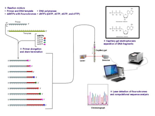 GENOMICS, HUMAN GENOME PROJECT AND DNA SEQUENCING | PPTX