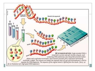 GENOMICS, HUMAN GENOME PROJECT AND DNA SEQUENCING | PPTX