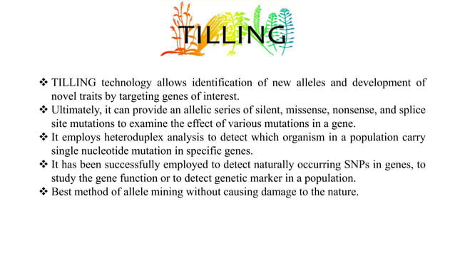 TILLING & ECOTILLING | PPT