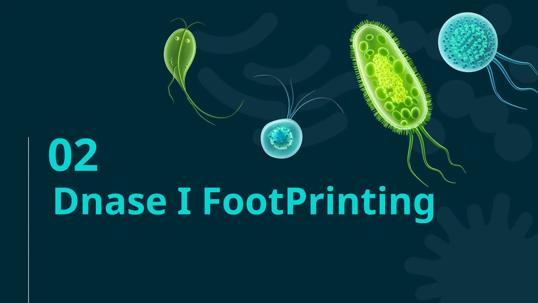 DNA FingerPrinting & DNase I Footprinting.pptx