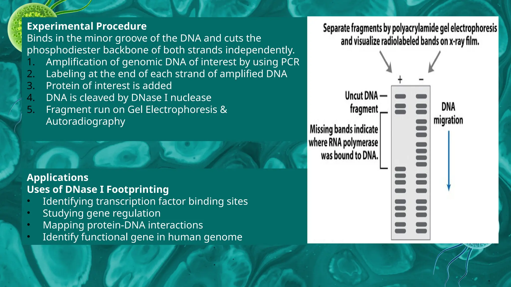 DNA FingerPrinting & DNase I Footprinting.pptx