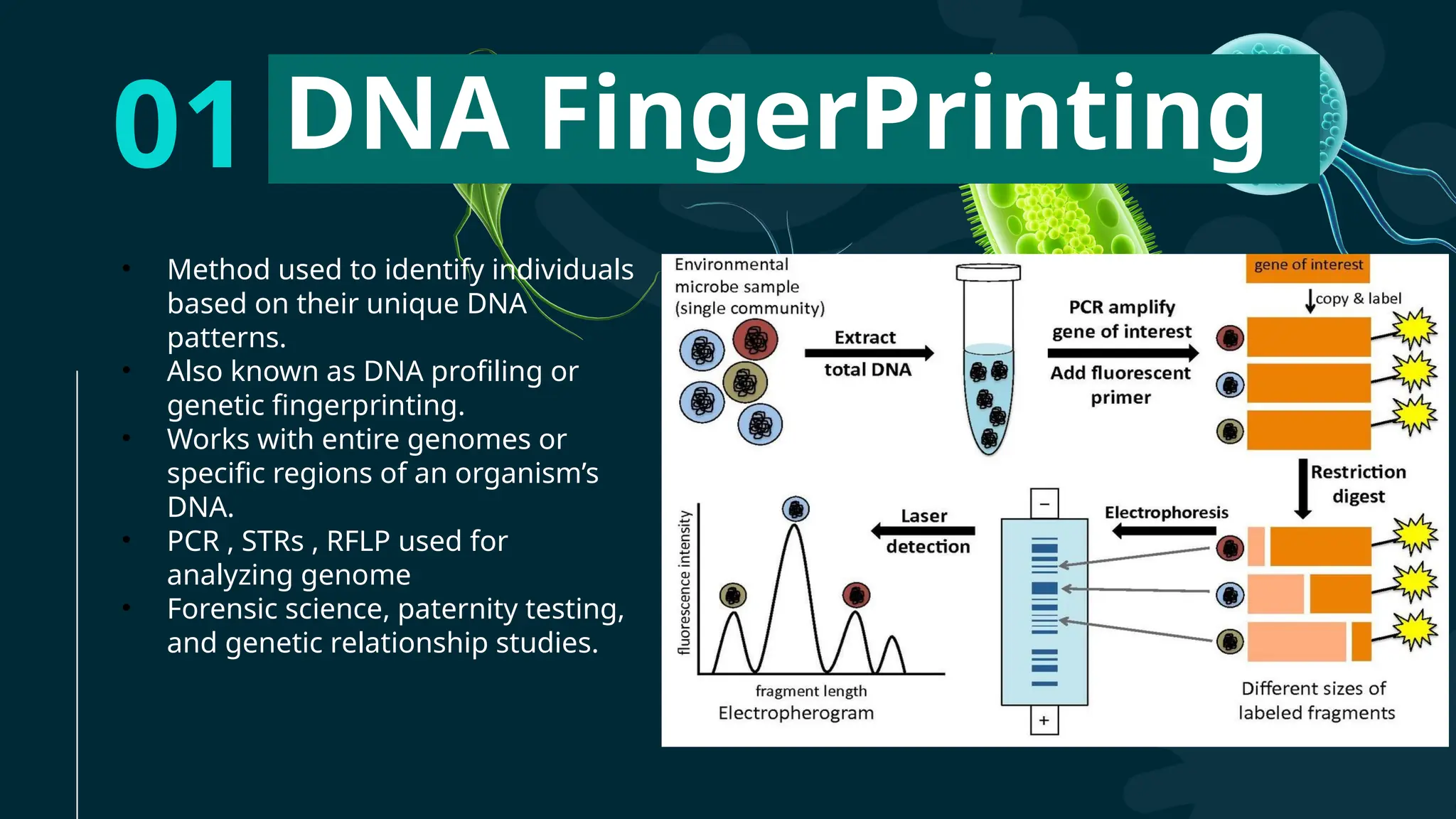 DNA FingerPrinting & DNase I Footprinting.pptx