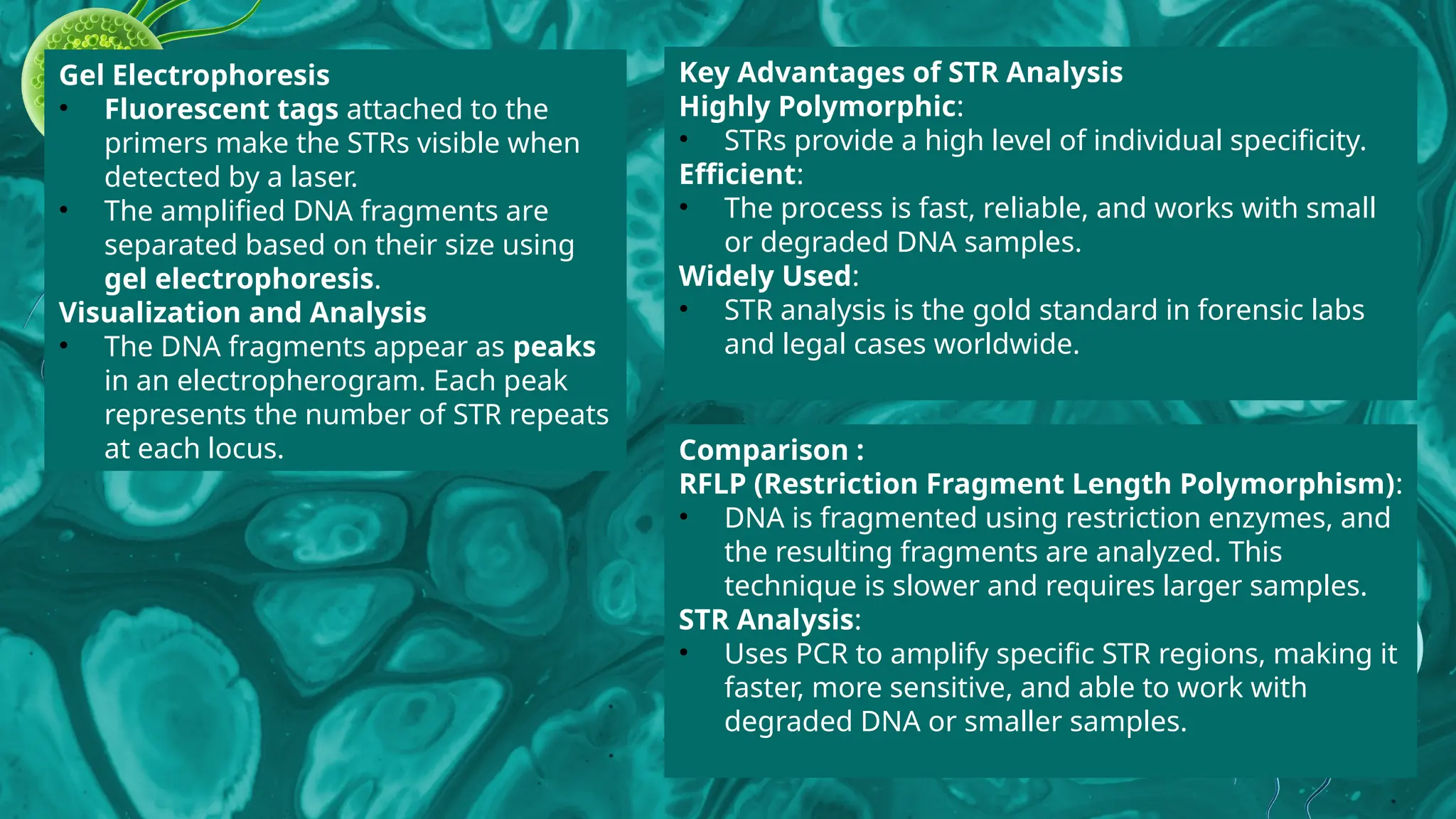 DNA FingerPrinting & DNase I Footprinting.pptx