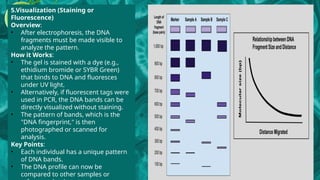 DNA FingerPrinting & DNase I Footprinting.pptx
