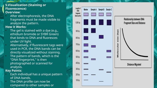 DNA FingerPrinting & DNase I Footprinting.pptx