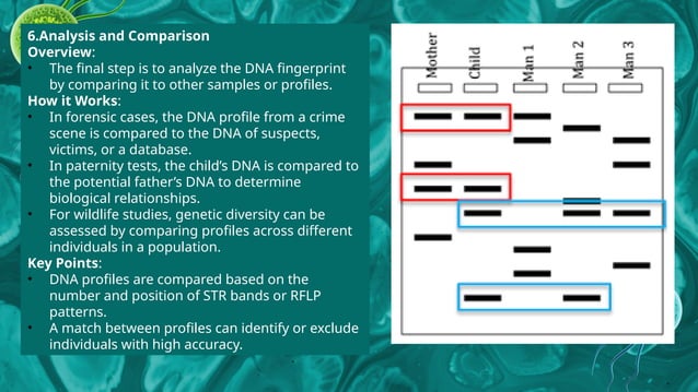 DNA FingerPrinting & DNase I Footprinting.pptx
