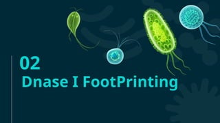 DNA FingerPrinting & DNase I Footprinting.pptx