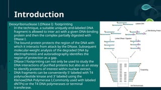 DNA FingerPrinting & DNase I Footprinting.pptx