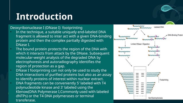 DNA FingerPrinting & DNase I Footprinting.pptx