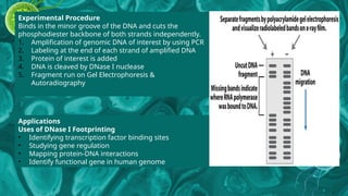 DNA FingerPrinting & DNase I Footprinting.pptx