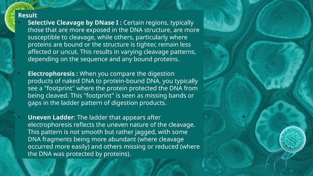 DNA FingerPrinting & DNase I Footprinting.pptx