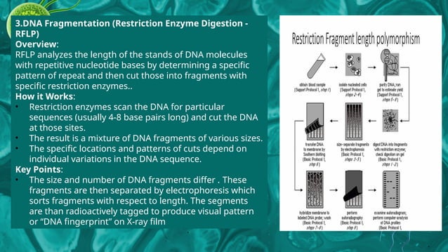 DNA FingerPrinting & DNase I Footprinting.pptx