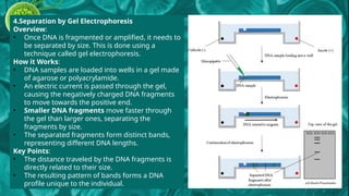 DNA FingerPrinting & DNase I Footprinting.pptx
