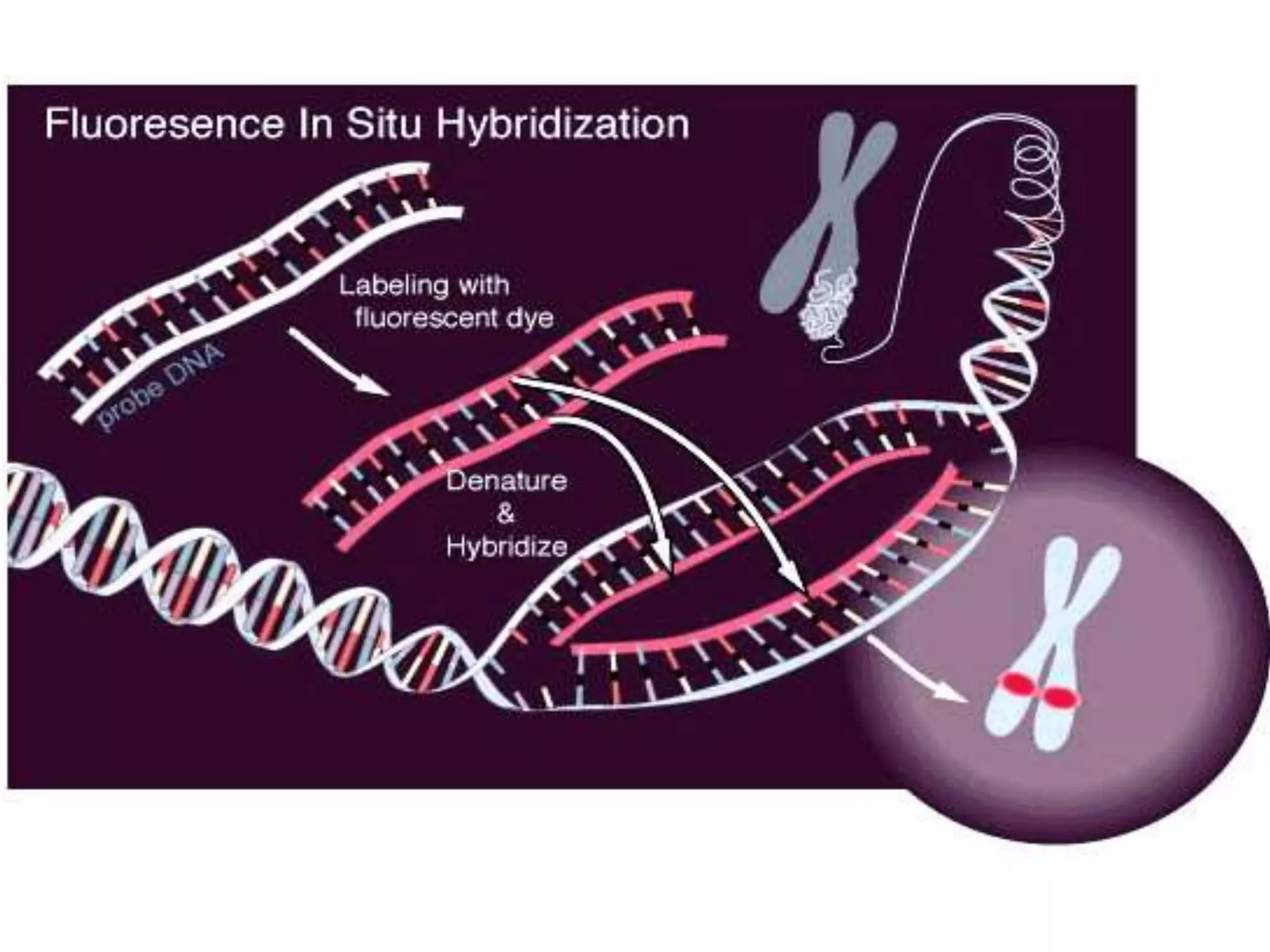Mapping Techniques - Fluorescent in situ Hybridization(FISH) and ...