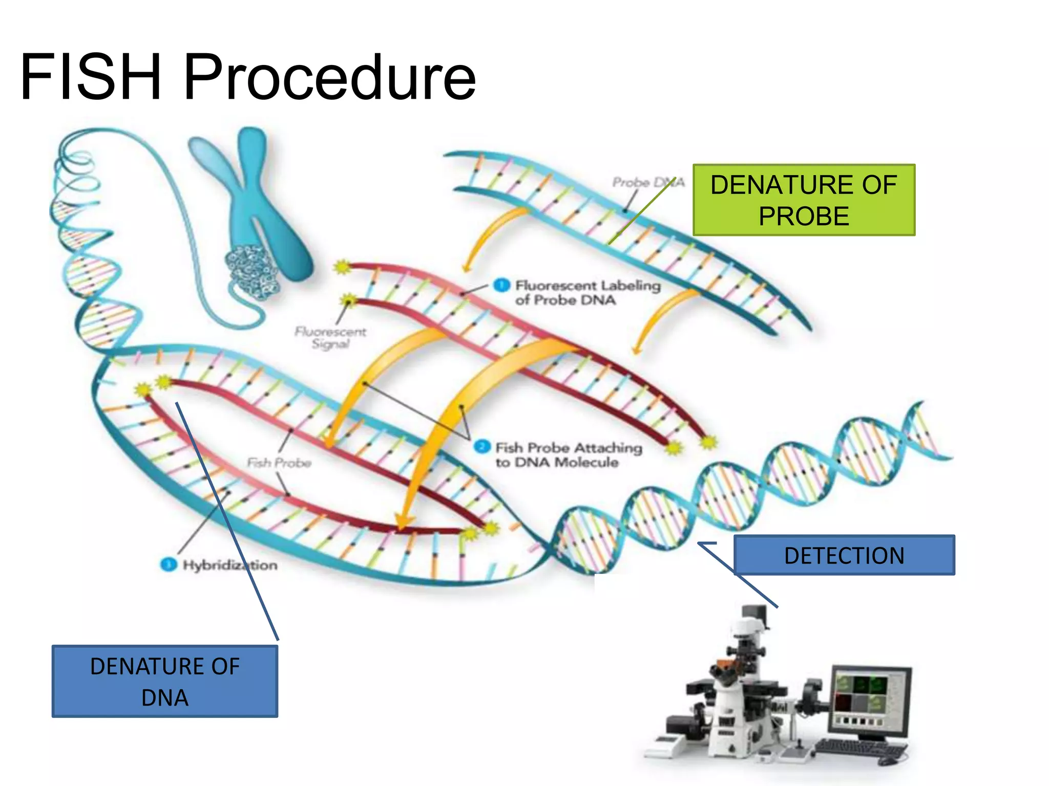Mapping Techniques - Fluorescent in situ Hybridization(FISH) and ...