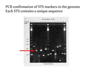 Mapping Techniques - Fluorescent in situ Hybridization(FISH) and ...