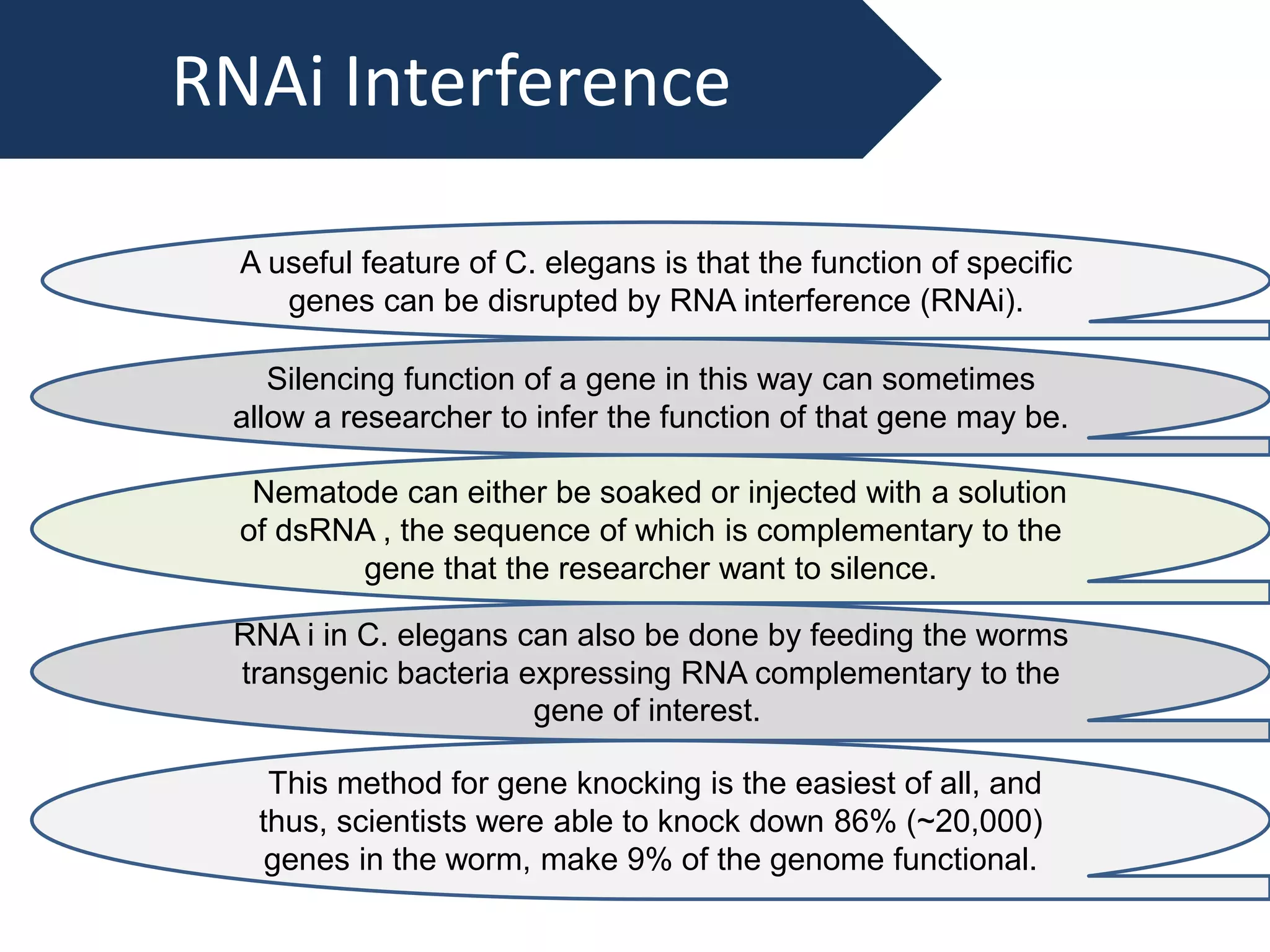 Genomics C elegan genome and model organism | PPTX