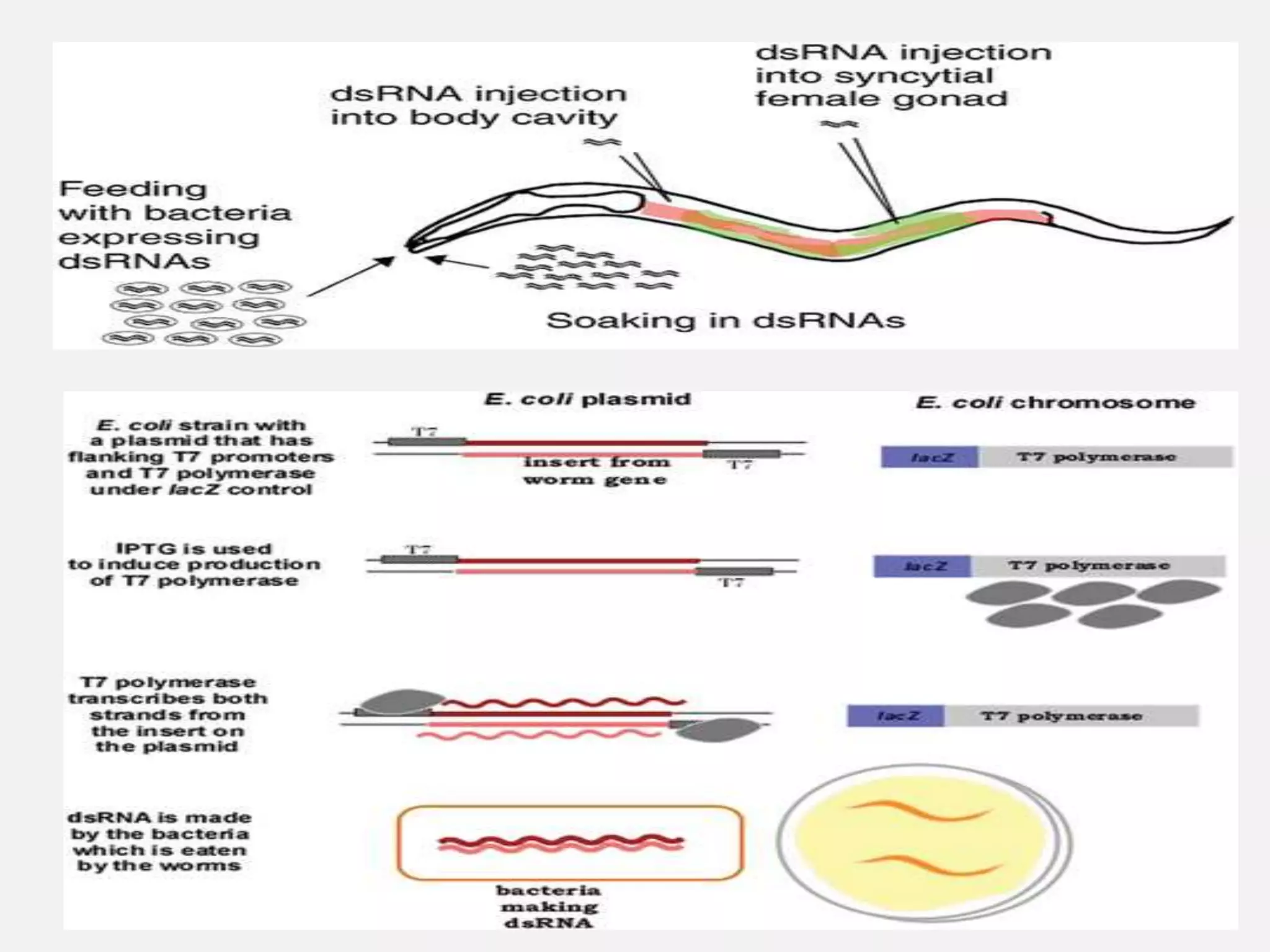 Genomics C elegan genome and model organism | PPTX