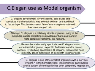 Genomics C elegan genome and model organism | PPTX