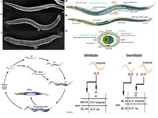 Genomics C elegan genome and model organism | PPTX