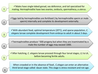 Genomics C elegan genome and model organism | PPTX