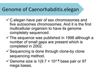 Genomics C elegan genome and model organism | PPTX