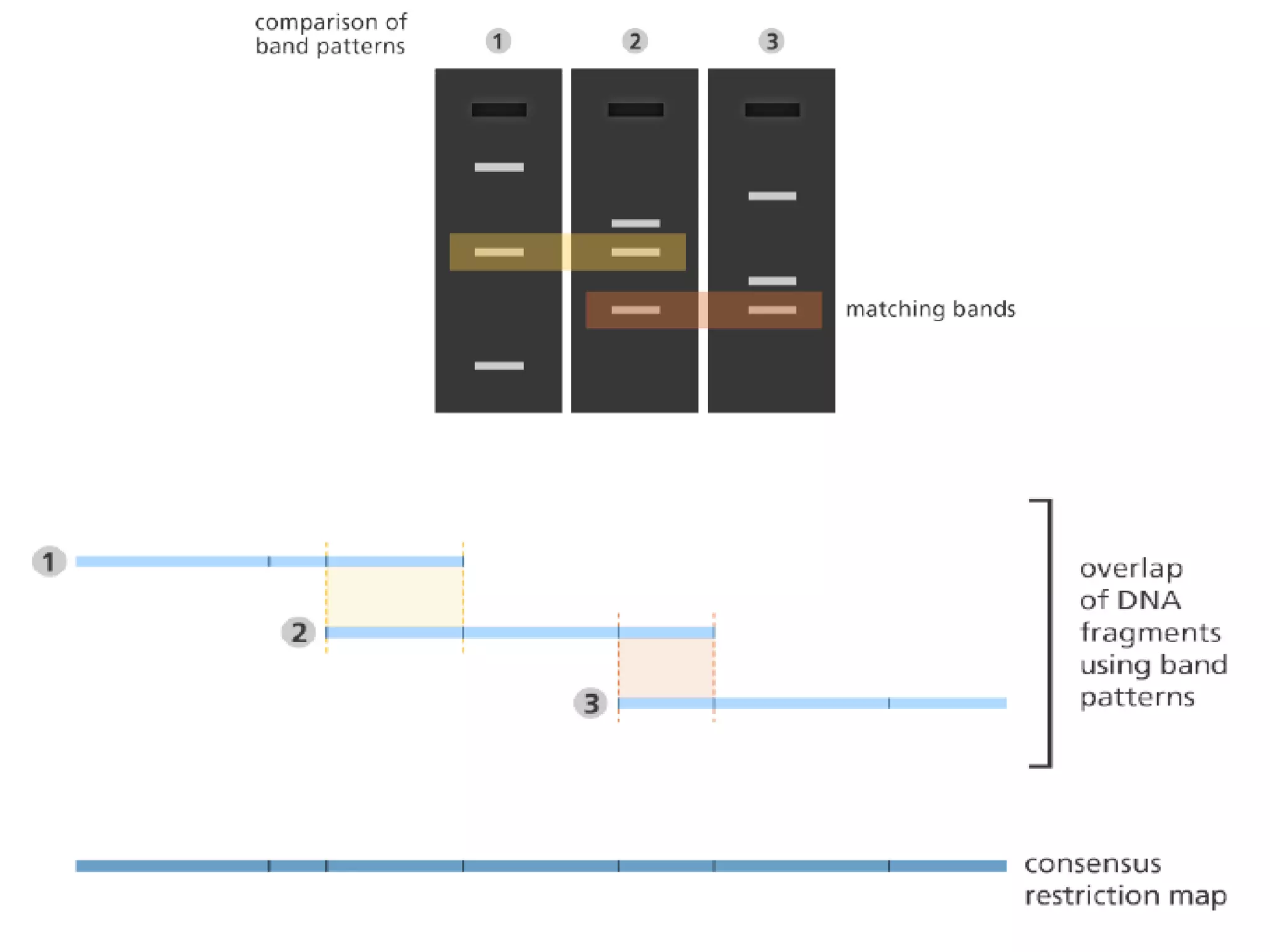 Genomics-Mapping and sequencing.pdf | Biological Sciences | Science