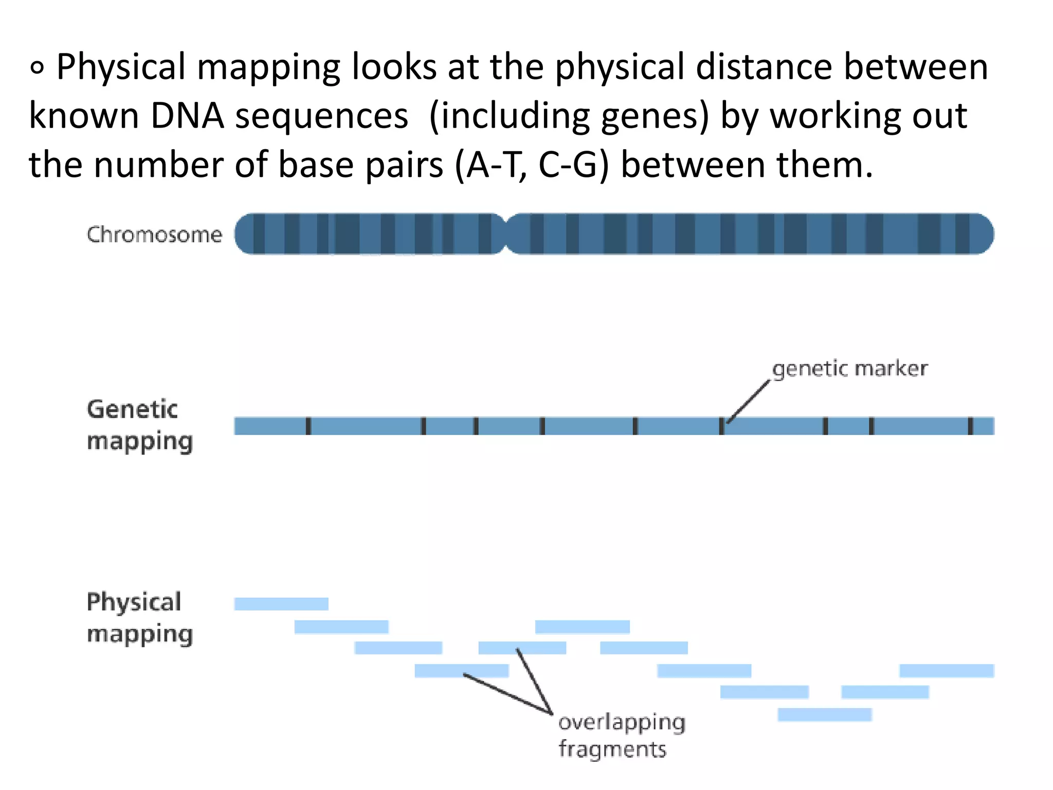 Genomics-Mapping and sequencing.pdf | Biological Sciences | Science