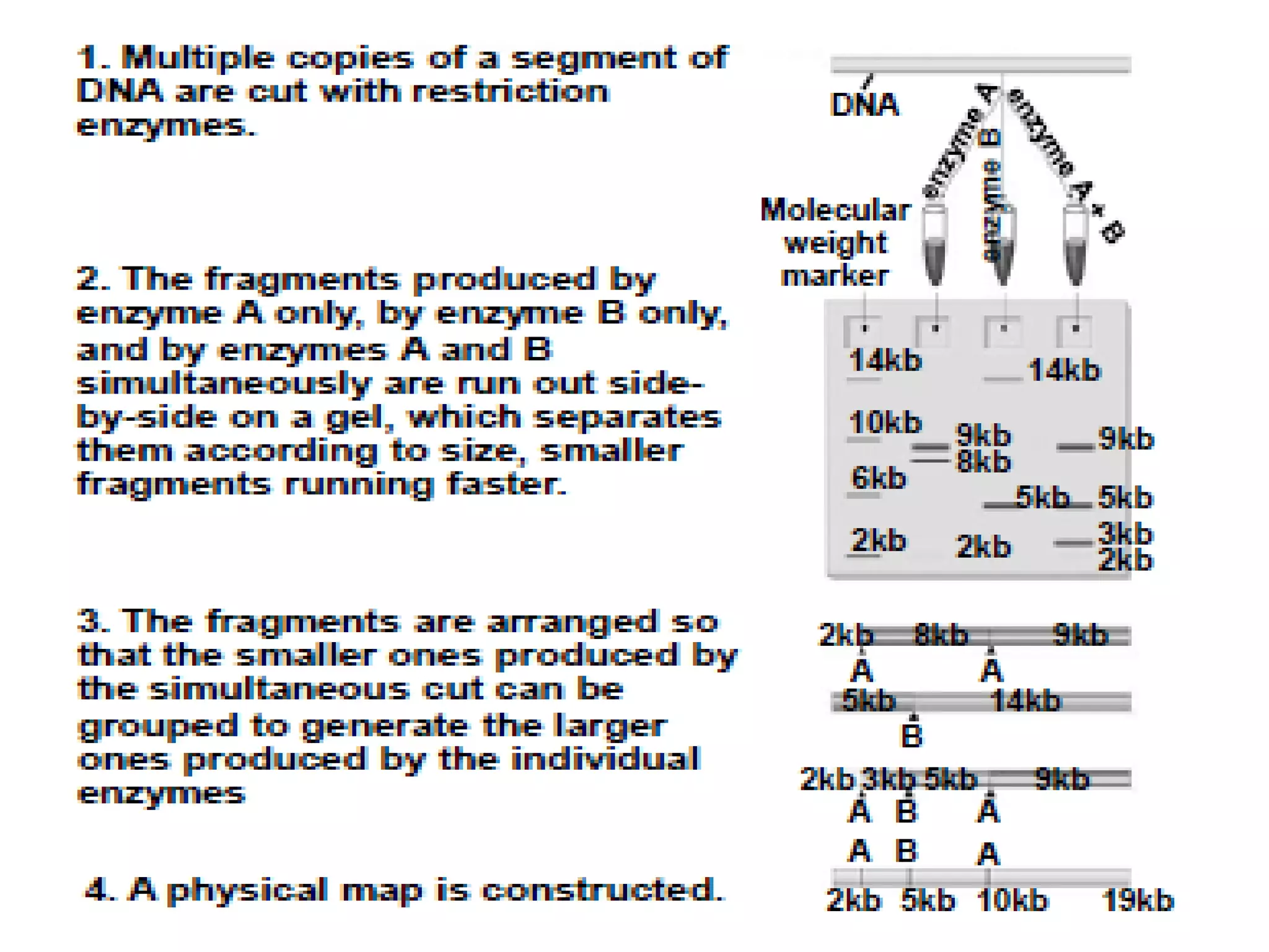 Genomics-Mapping and sequencing.pdf