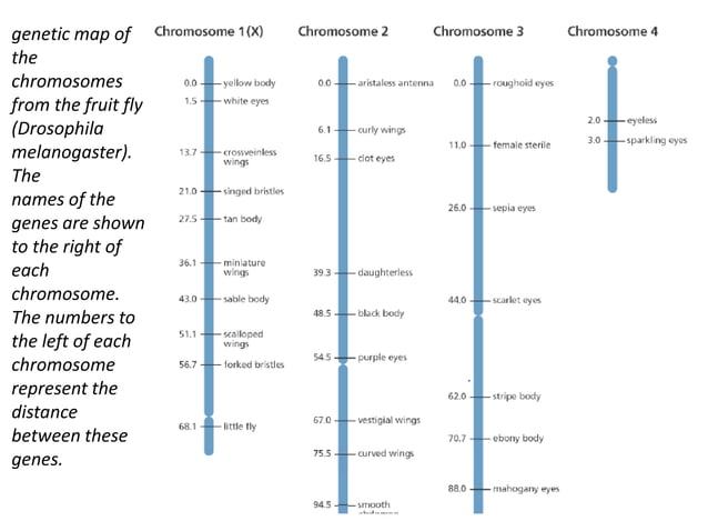 Genomics-Mapping and sequencing.pdf | Biological Sciences | Science