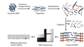 Genetic diagnosis by whole exome capture and massively parallel DNA sequencing | PPT