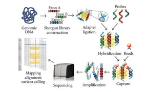 Genetic diagnosis by whole exome capture and massively parallel DNA sequencing | PPT