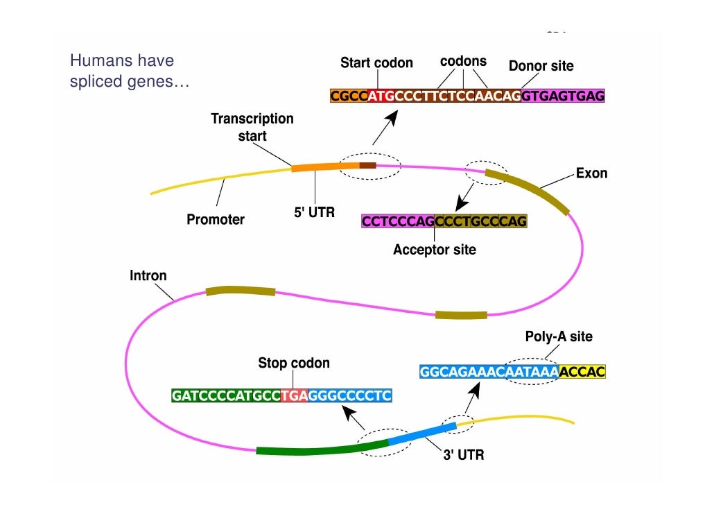 Genomics and proteomics I