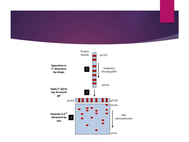 Genomics And Proteomics In Drug Discovery And Development Pptx