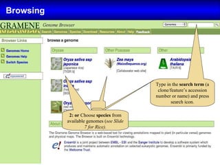 Genomics application using gramene | PPT