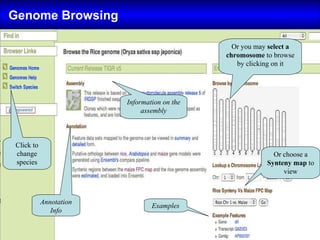 Genomics application using gramene | PPT