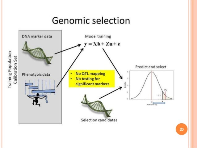 Genomic Selection For Crop Improvement