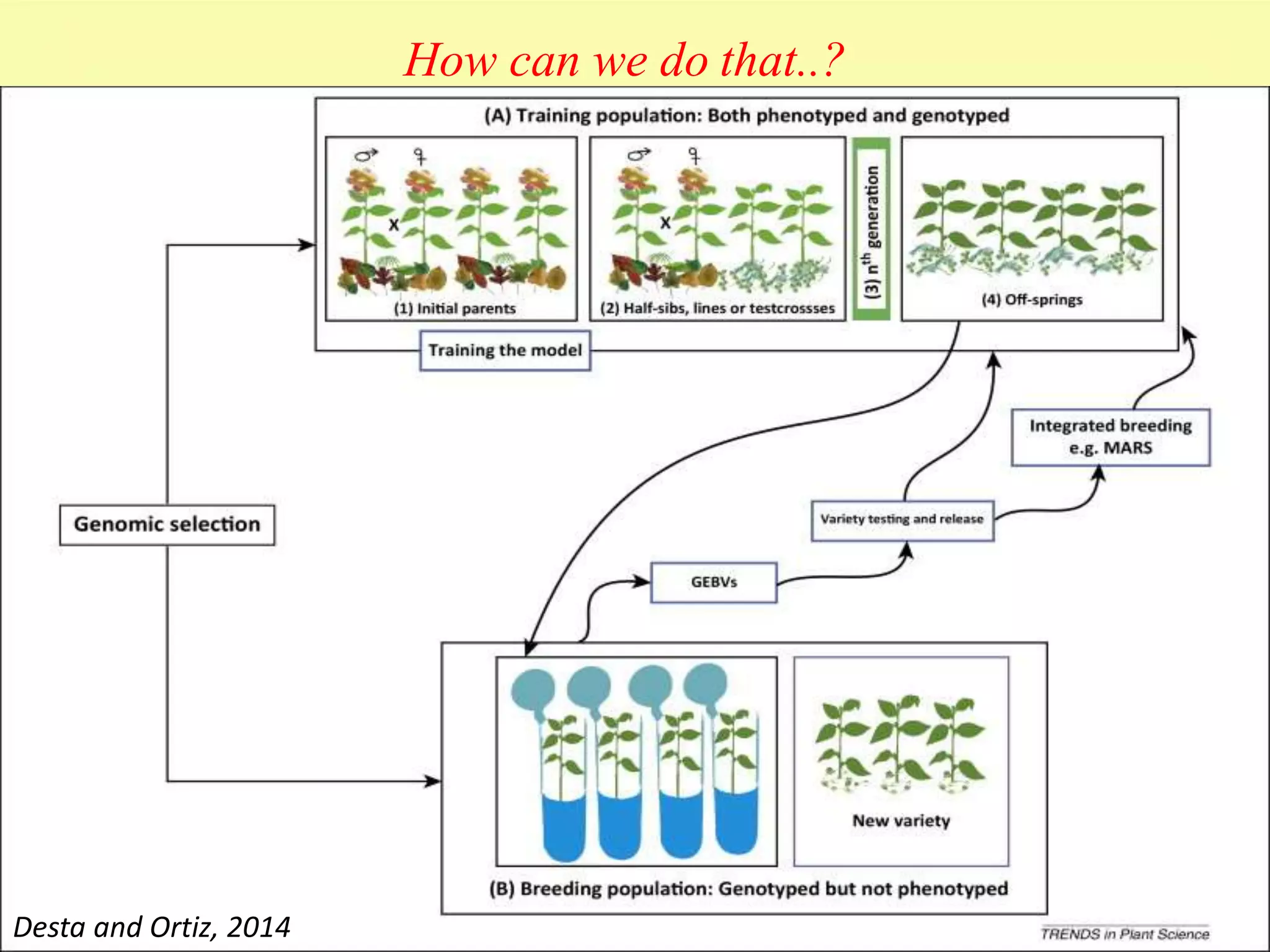 Genomic Selection In Plants Pptx Genetics Science