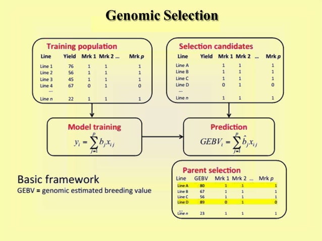 Genomic Selection in Plants | PPTX | Genetics | Science