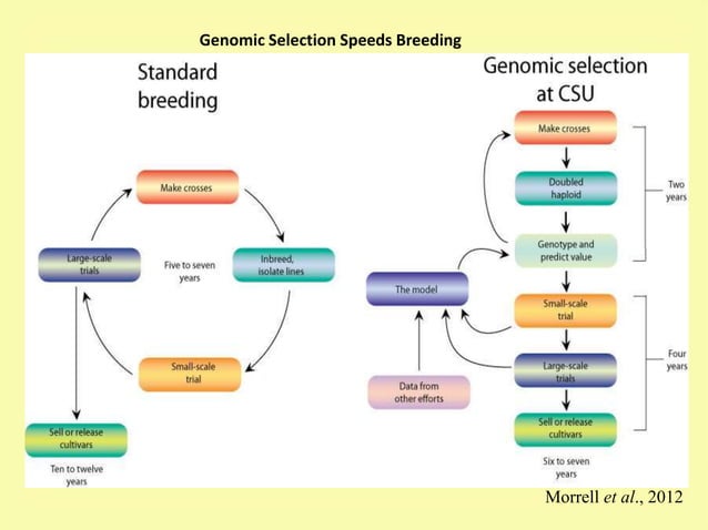 Genomic Selection in Plants | PPTX | Genetics | Science